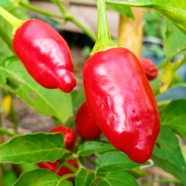 Peperhof – Kweek je eigen chili peperplanten en geniet elke dag van ...
